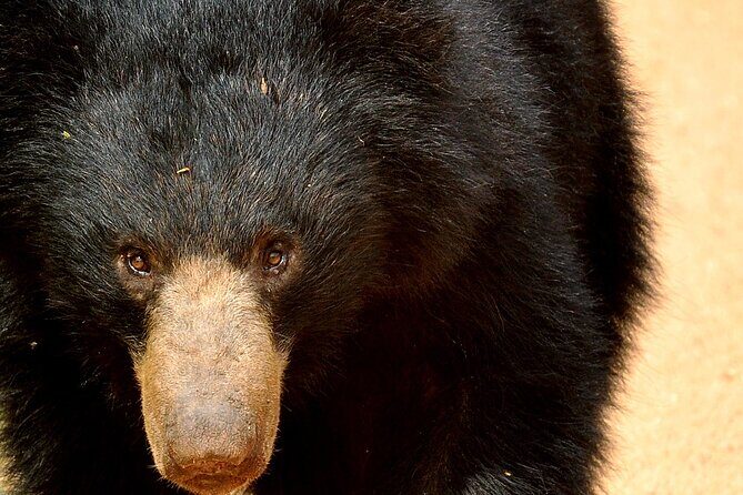 All inclusive Guided Safari in Wilpattu, from Colombo & Negombo. - The Long Day: Pros and Cons