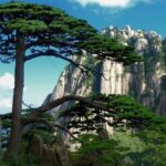 All Inclusive Huangshan Mountain and Hongcun Village Private Efficient Day Tour - Who This Tour Is Best For