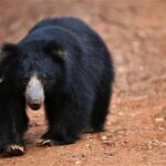 All Inclusive Leopard Nest Luxury Glamping experience in Yala - Night in the Jungle: Camping and Stargazing