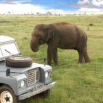 All-Inclusive Minneriya National Park Afternoon Safari - Authentic Experiences and What Travelers Say