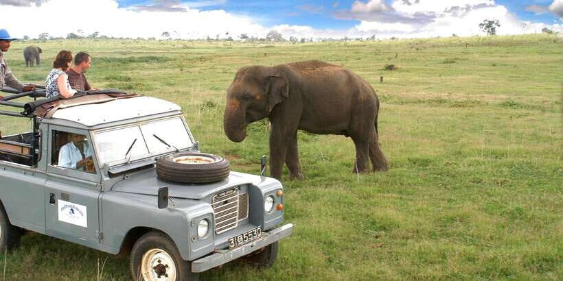 All-Inclusive Minneriya National Park Afternoon Safari - Authentic Experiences and What Travelers Say