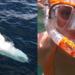 All Inclusive Mirissa Whale & Dolphin Watching + Snorkeling - In-Depth Breakdown of the Itinerary: What Really Happens