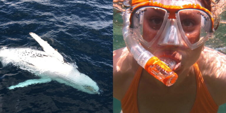 All Inclusive Mirissa Whale & Dolphin Watching + Snorkeling - In-Depth Breakdown of the Itinerary: What Really Happens