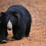 All Inclusive Overnight Tented Camping in Yala From Nuwara Eliya / Ella - Accommodation: Comfort Meets the Wilderness