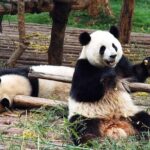 All-Inclusive Private Day Tour of Panda Volunteer Experience in Chengdu - What Makes This Tour Stand Out?