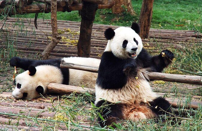 All-Inclusive Private Day Tour of Panda Volunteer Experience in Chengdu - What Makes This Tour Stand Out?
