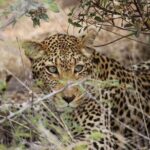 All Inclusive Private Full Day Safari in Yala National Park with Lunch - The Transportation and Comfort Factor