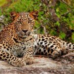 All inclusive Private jeep safari at Yala National park - Wildlife Watching: A Game of Chance