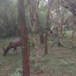 All inclusive Private safari at Wilpattu National park from Negombo - Who Will Love This Tour?