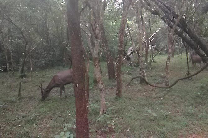 All inclusive Private safari at Wilpattu National park from Negombo - Who Will Love This Tour?