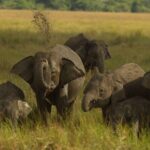 All Inclusive Private Safari in Minneriya National Park - The Value Proposition
