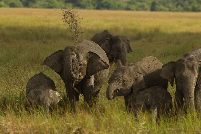All Inclusive Private Safari in Minneriya National Park - The Value Proposition