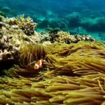 All Inclusive Snorkeling at Blue Lagoon with Lunch - The Itinerary in Detail