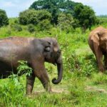 All Inclusive Udawalawa National Park Day Tour from Colombo - The Transport: Comfort and Convenience