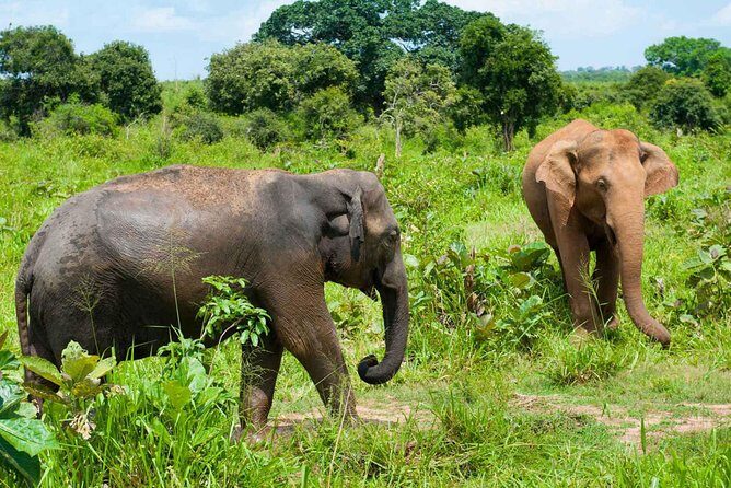 All Inclusive Udawalawa National Park Day Tour from Colombo - The Transport: Comfort and Convenience