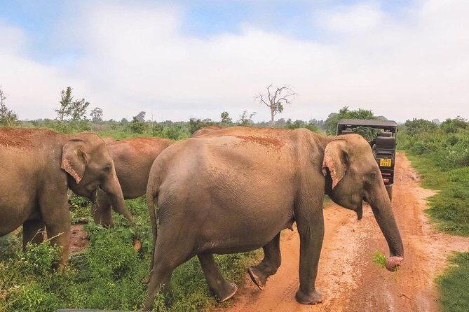 All Inclusive Udawalawa National Park Day Tour From Negombo - What Travelers Are Saying