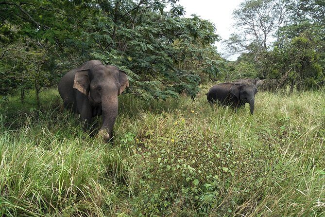 All Inclusive Yala National Park Jeep Safari Day Tour from Colombo & Negombo - Authentic Reviews and What They Reveal