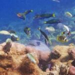All Inclusive:Bali to Gili Islands | Snorkeling + Transfers + Stay-3Days/2Nights - Who Will Enjoy This Tour?