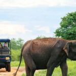 All inclussive Udawalawa National Park Safari From Colombo - What to Expect from the Tour