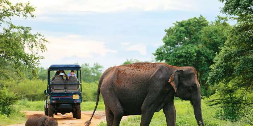 All inclussive Udawalawa National Park Safari From Colombo - What to Expect from the Tour