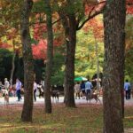 All must-sees in 3 hours - Nara Park Classic Tour! From JR Nara! - Transportation and Group Size
