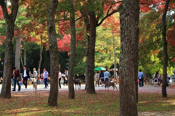 All must-sees in 3 hours - Nara Park Classic Tour! From JR Nara! - Transportation and Group Size