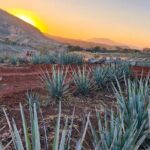 Alma Tequilera Flavors Tradition and Feast - Key Points