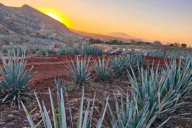 Alma Tequilera Flavors Tradition and Feast - Key Points