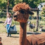 Alpaca Picnic - Immersive Animal Encounter - Seattle Experience - Authentic Encounters and Reviewer Insights