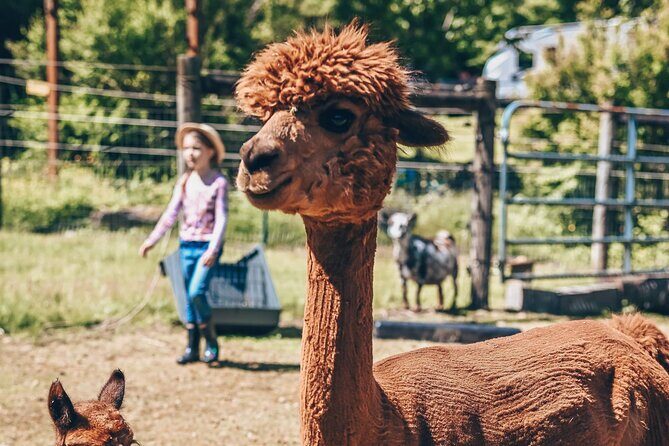 Alpaca Picnic - Immersive Animal Encounter - Seattle Experience - Authentic Encounters and Reviewer Insights