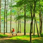 Alpaca World and Nami Island with Gangchon Rail Bike Tour - What the Tour Includes and What You Should Know