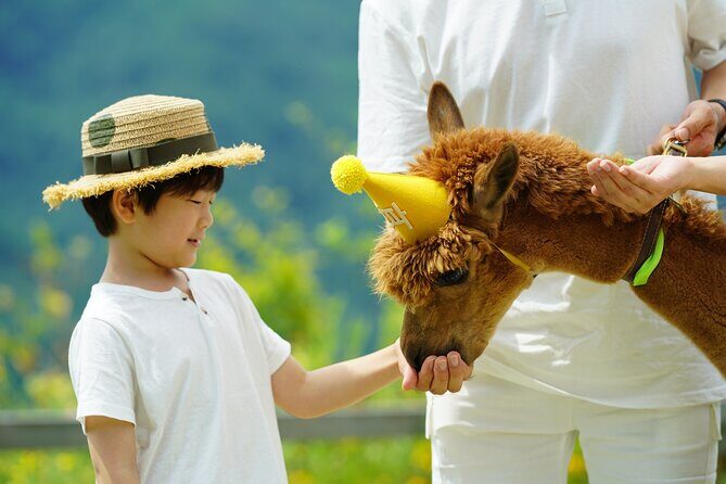Alpaca World, Railbike and Vivaldi Park Experiences from Seoul - Who Will Love This Tour?
