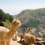 Alpaca World Tour with Nami Island & opt Railbike or Garden/Park - Analyzing the Value and Practicalities
