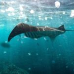 Amazing Nusa Penida Tour - Authentic Insights from Travelers