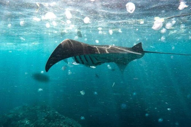 Amazing Nusa Penida Tour - Authentic Insights from Travelers