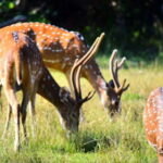 Amazing Sri Lanka Round Tour 8 Days Exploring - Guided Tour - Who Should Consider This Tour?