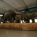 American Museum of Natural History Admission Ticket - Practical Tips for Visiting