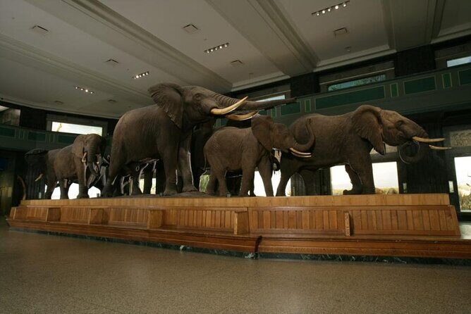 American Museum of Natural History Admission Ticket - Practical Tips for Visiting
