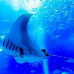 American Village &Okinawa Churaumi Aquarium Tour from Naha/Chatan - Seeing the Value in This Tour
