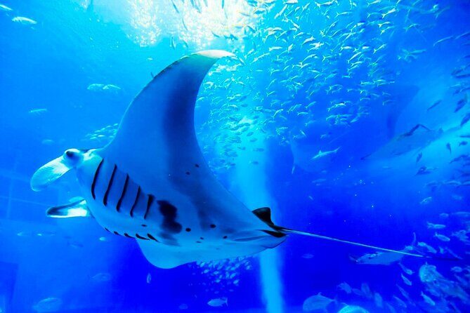 American Village &Okinawa Churaumi Aquarium Tour from Naha/Chatan - Seeing the Value in This Tour