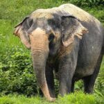 An Afternoon with the Elephants at Phuket Elephant Sanctuary - Final Thoughts