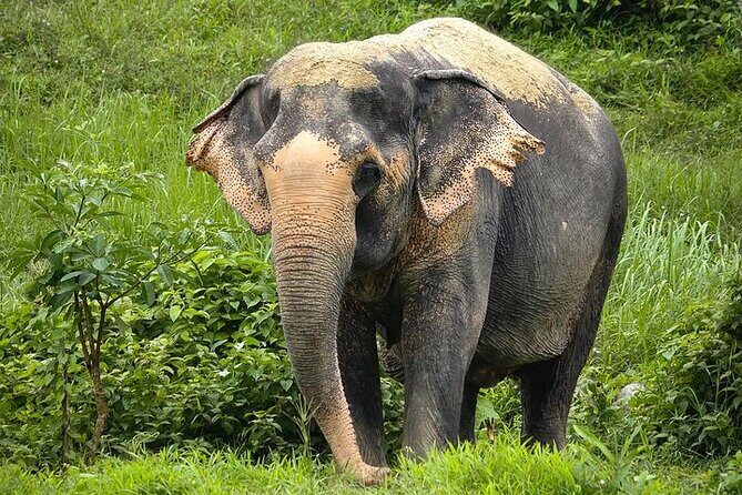 An Afternoon with the Elephants at Phuket Elephant Sanctuary - Final Thoughts