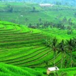 Ancient Temples and Jatiluwih Rice Terrace Private Tour - Discover the Highlights of Bali’s Countryside