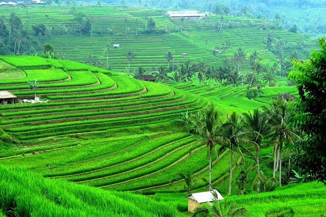 Ancient Temples and Jatiluwih Rice Terrace Private Tour - Discover the Highlights of Bali’s Countryside