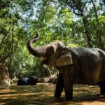 Angkor Wat Temples & Kulen Elephant Forest Day Tour - Exploring the Jungle-Overgrown Marvel: Ta Prohm