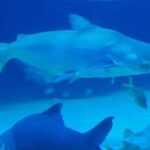 Angkor Wildlife & Aquarium Halfday tour - An In-Depth Look at the Tour