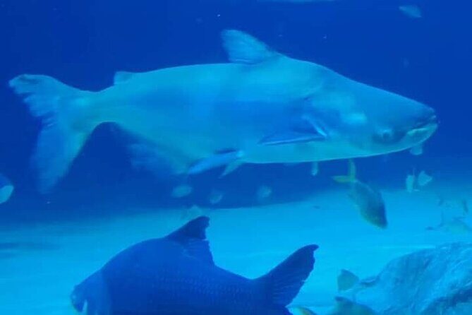 Angkor Wildlife & Aquarium Halfday tour - An In-Depth Look at the Tour