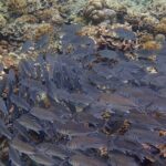 Anilao Snorkel Safari: Explore the Amazing Underwater World - Final Thoughts