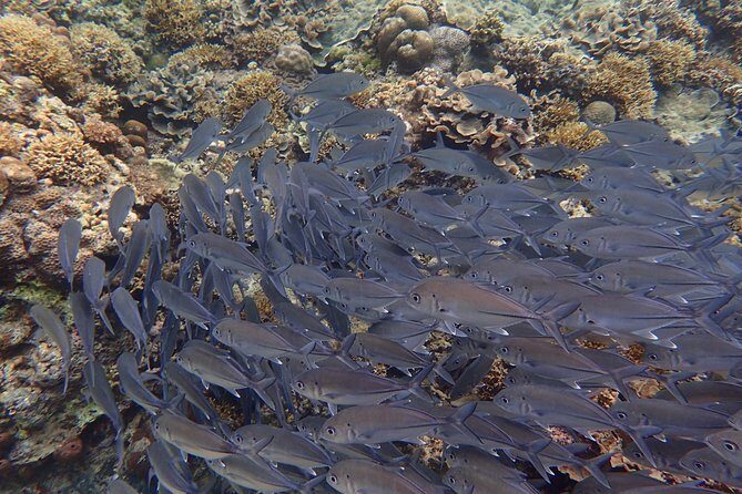 Anilao Snorkel Safari: Explore the Amazing Underwater World - Final Thoughts