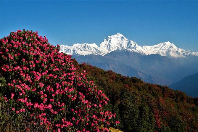 Annapurna Base Camp trek - The Experience: What You’ll Love